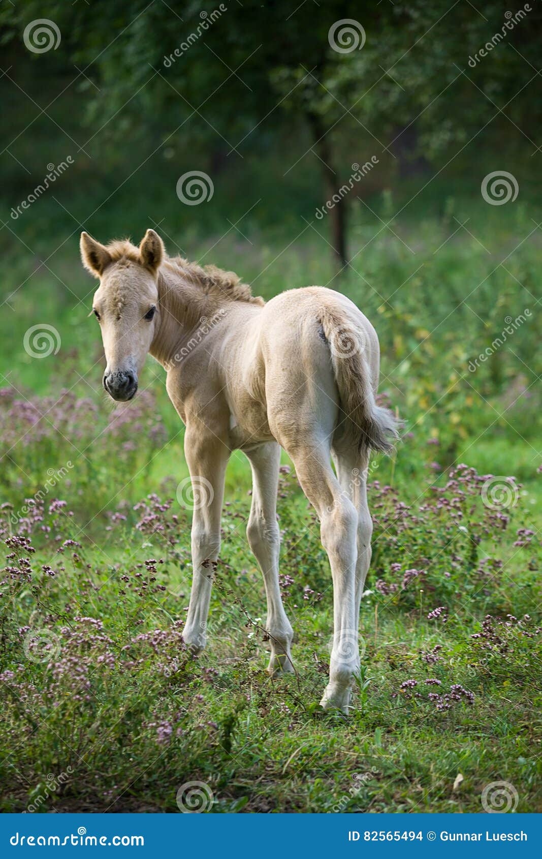 Young konik stock photo. Image of wiese, tier, animal - 82565494