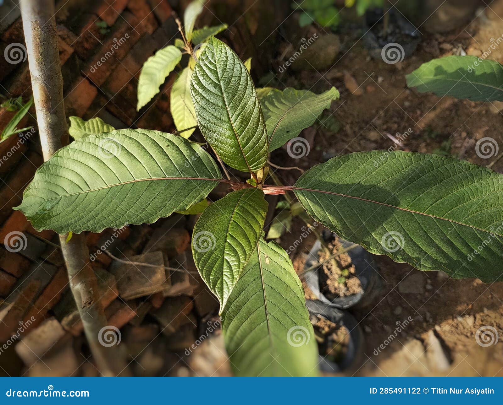 Young Kratom Tree in the Garden Stock Photo - Image of kratom, trunk ...