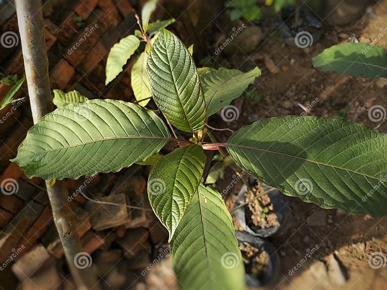 Young Kratom Tree in the Garden Stock Photo - Image of kratom, trunk ...