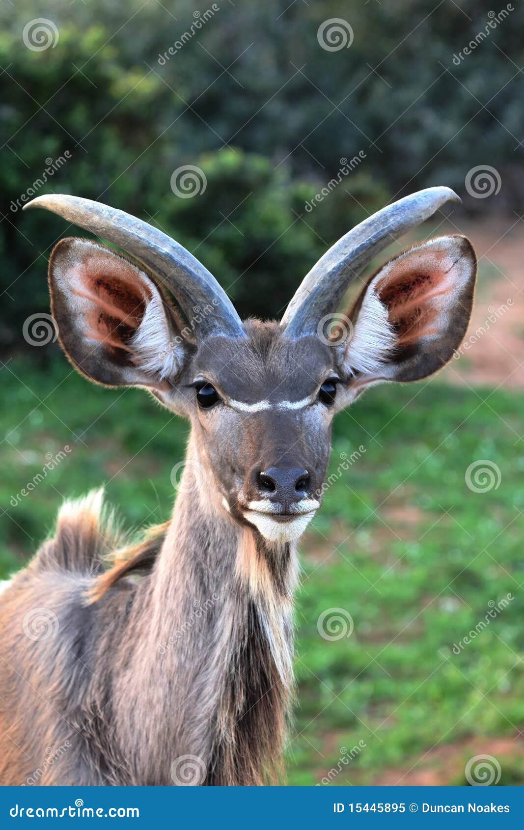 Young Kudu Antelope stock image. Image of national, herbivore - 15445895