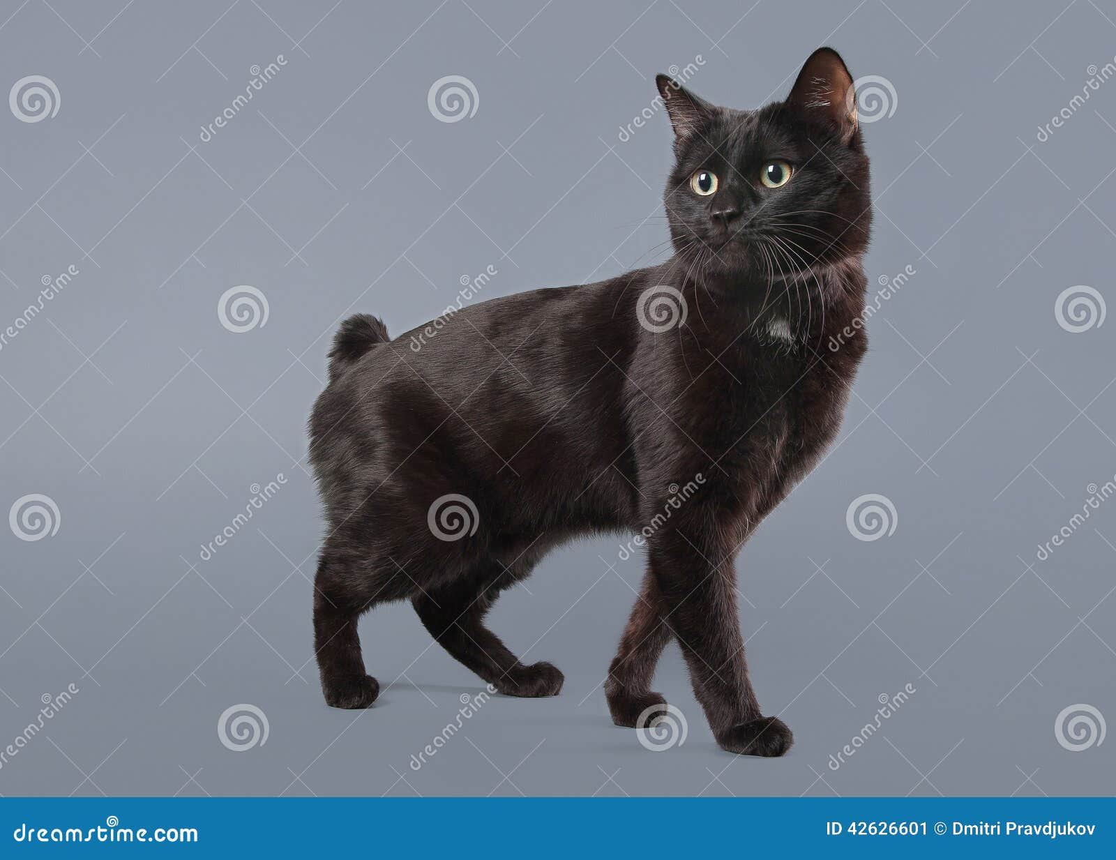 Black Bobtail Cat