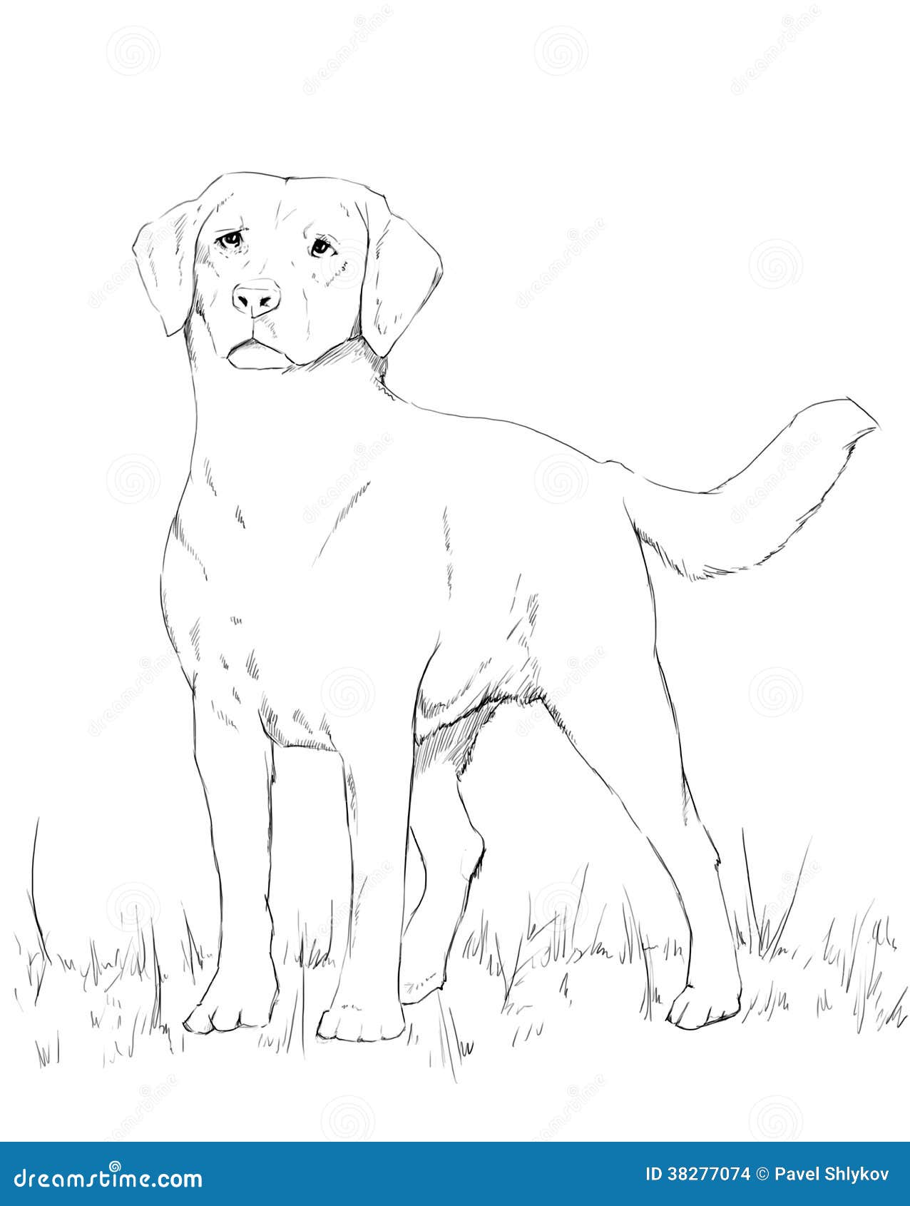 Young Labrador Dog Standing Stock Illustration - Illustration of barley ...