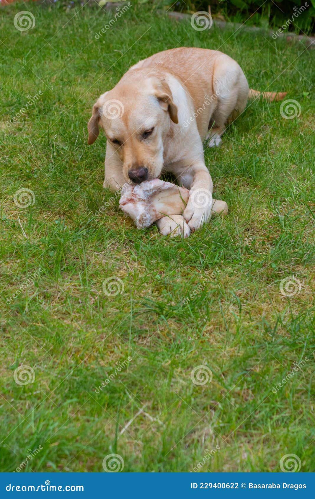 Young Labrador Eating a Bone Stock Photo - Image of hound, beautiful ...