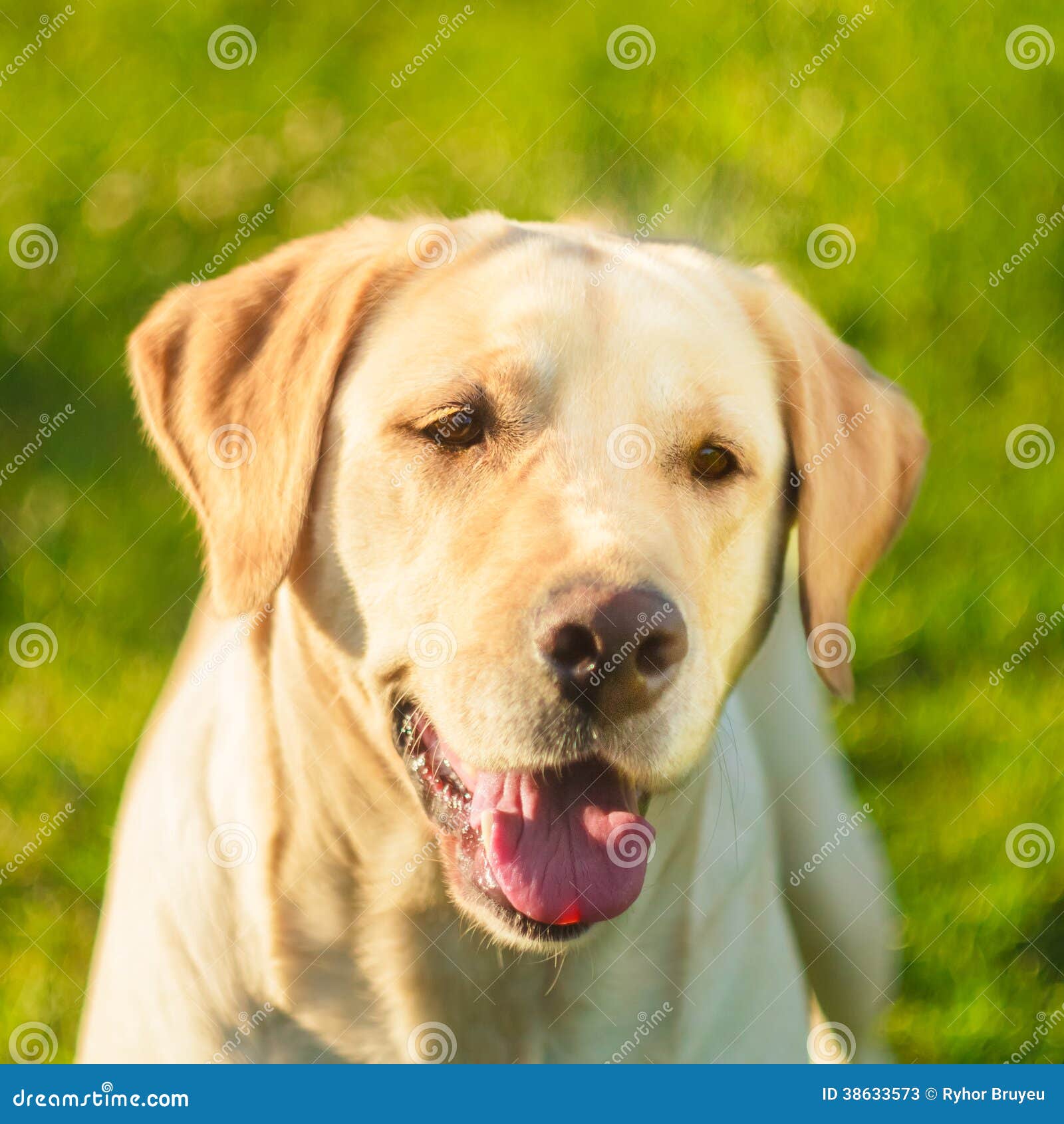Young Labrador stock image. Image of green, game, golden - 38633573