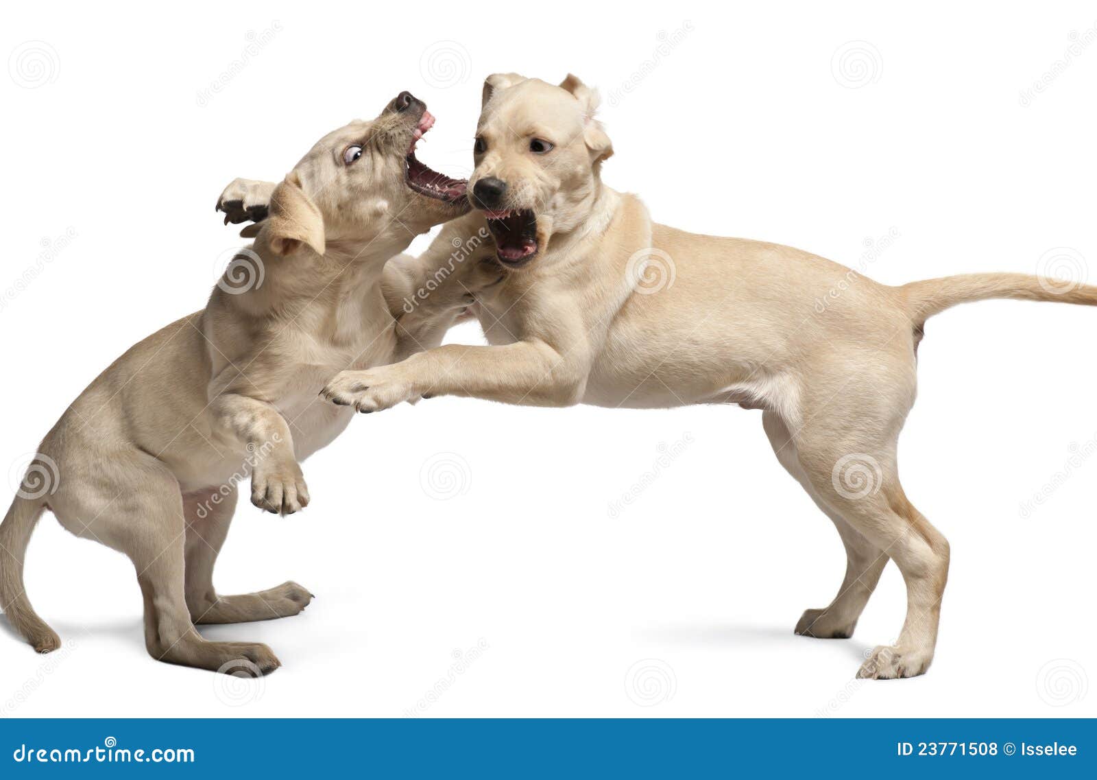 Are Labrador Retrievers Aggressive