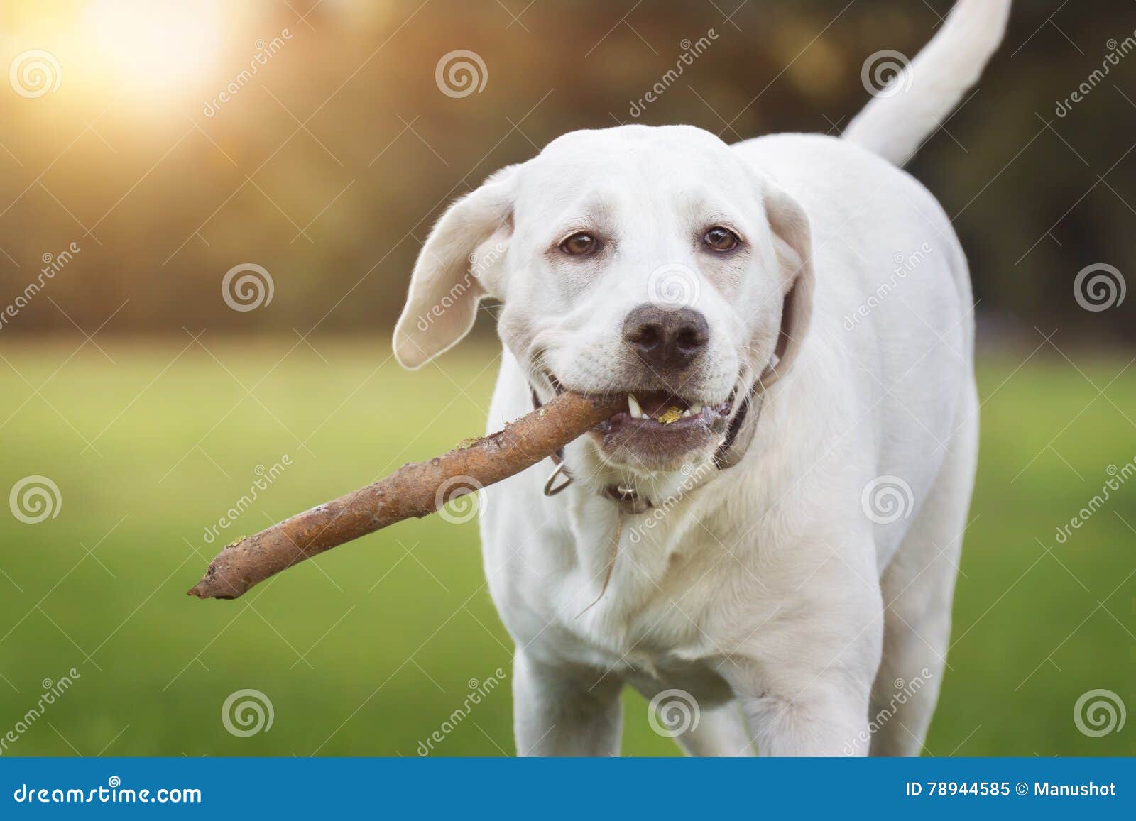 Young Labrador Retriever Dog Playing with Stick Stock Image - Image of ...