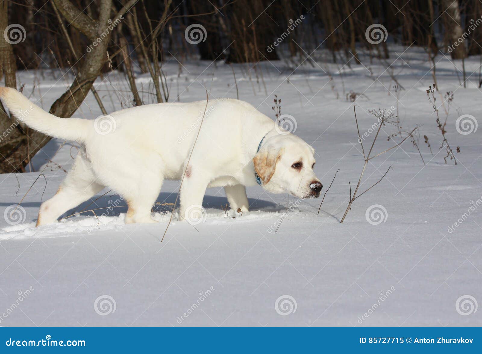 Young Labrador Retriever Hunting Stock Image - Image of hunter ...