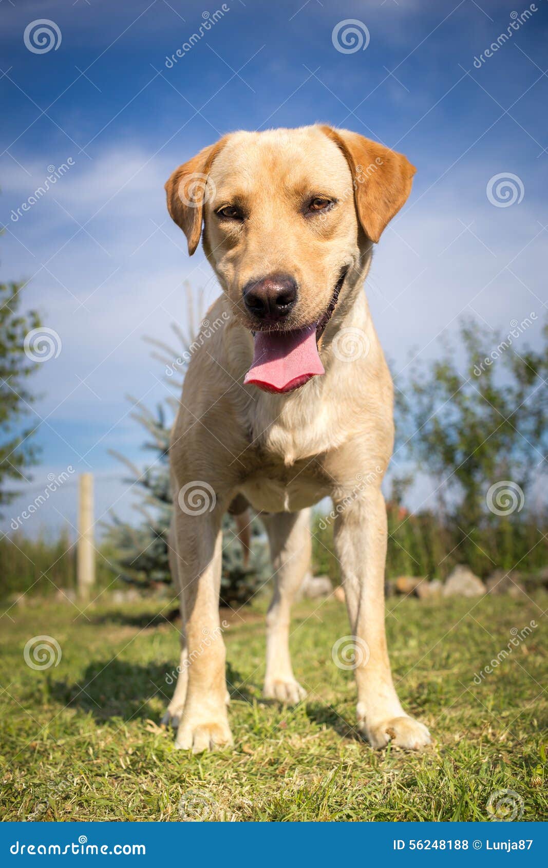 Young labrador retriever stock photo. Image of outdoor - 56248188