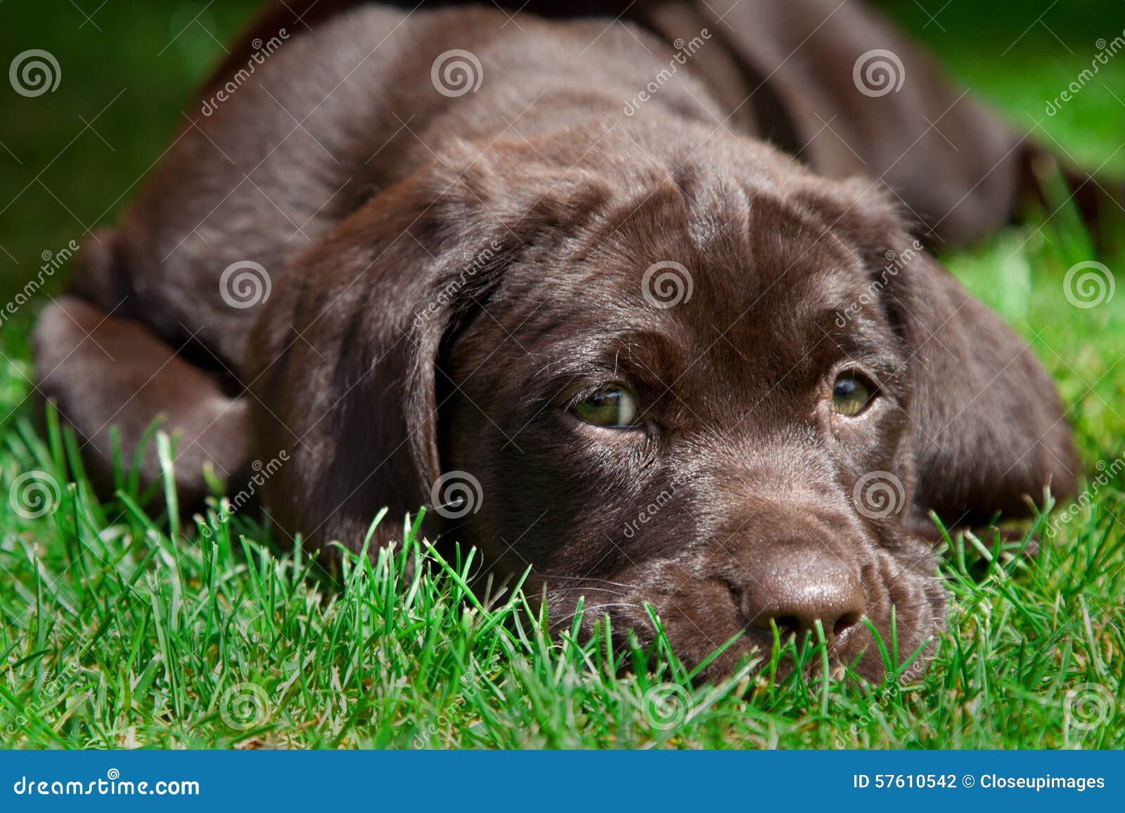 Young Labrador Retriever Puppy Stock Photo - Image of portrait, play ...