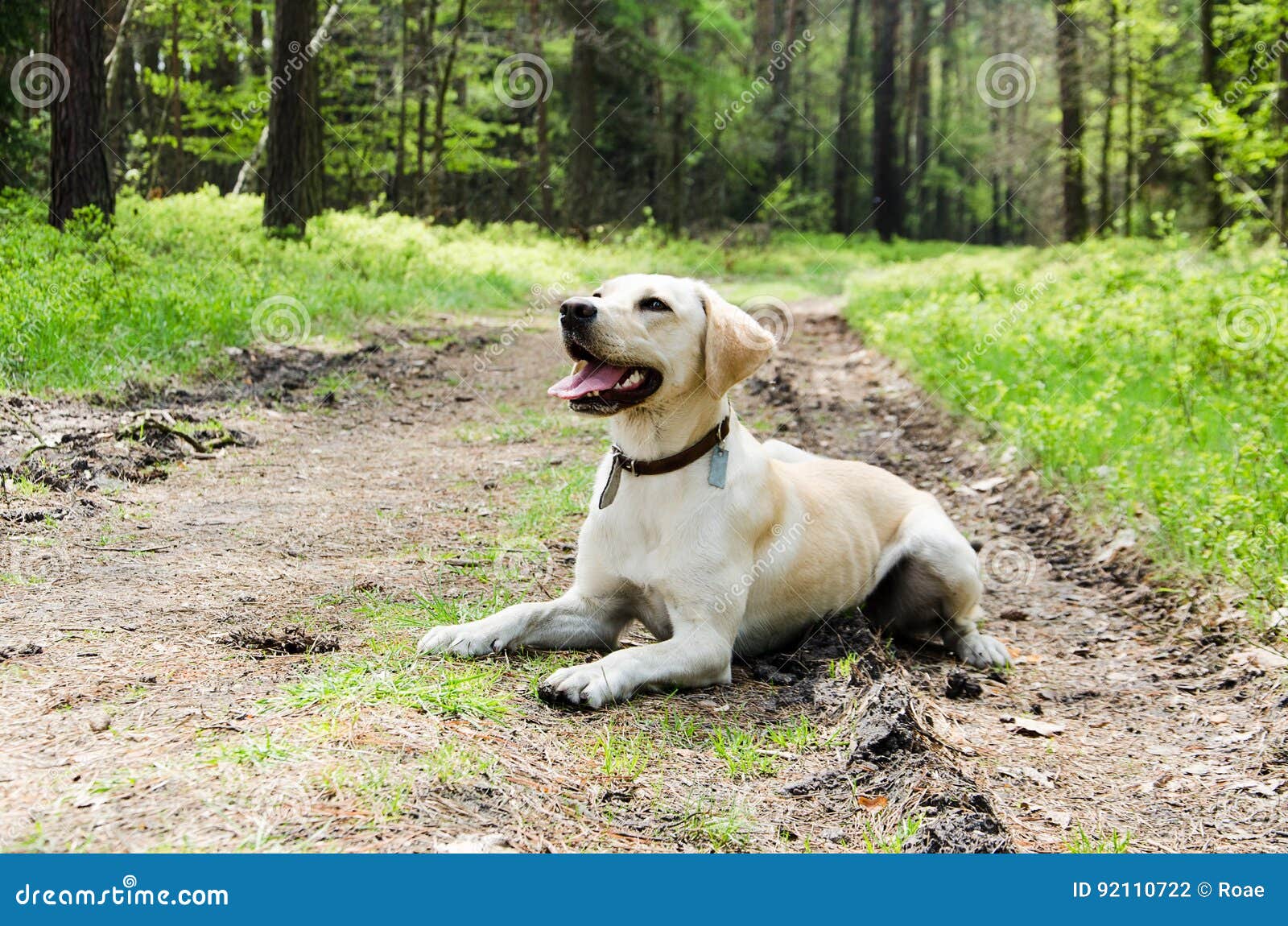 Young Labrador Retriever while Walking in the Forest Stock Photo ...