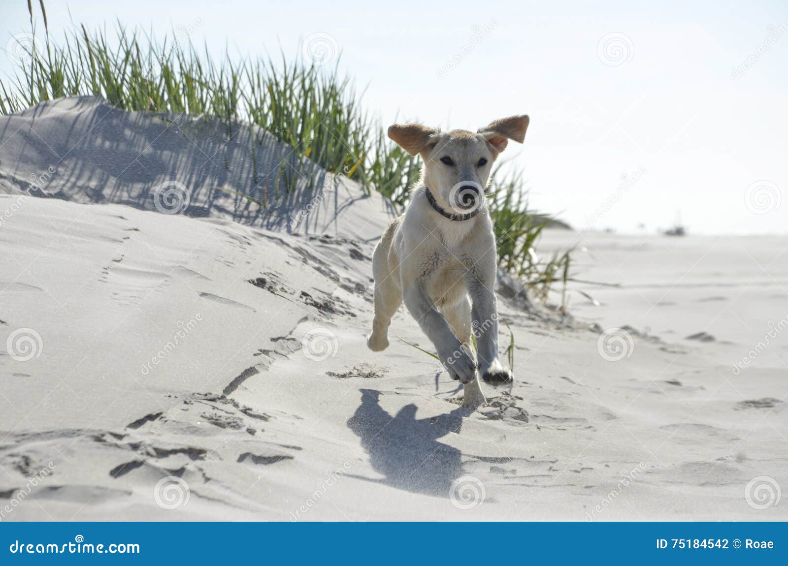 Young Labrador Running on the Beach Stock Photo - Image of canine ...