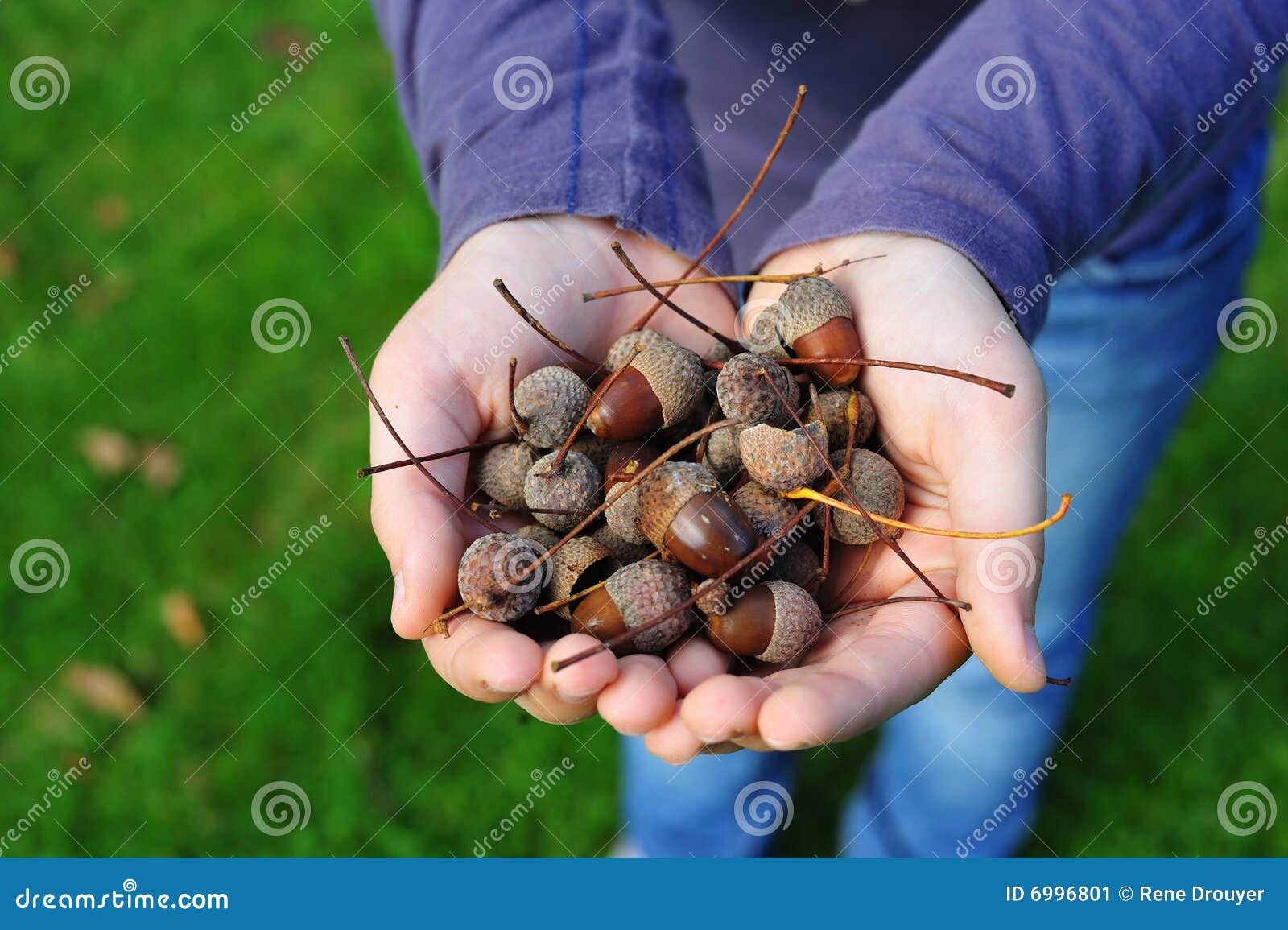 Young Lady Hands Carrying Fresh Acorns Stock Image - Image of fresh ...