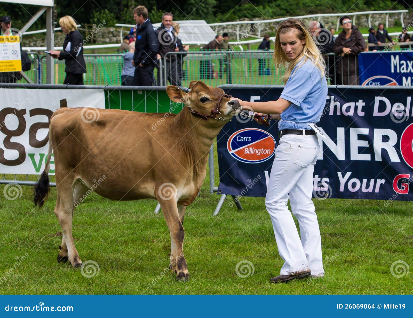 Young lady showing cattle editorial stock image. Image of young - 26069064