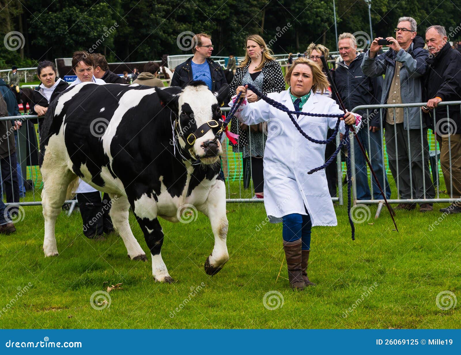 Young lady showing cattle editorial image. Image of livestock - 26069125