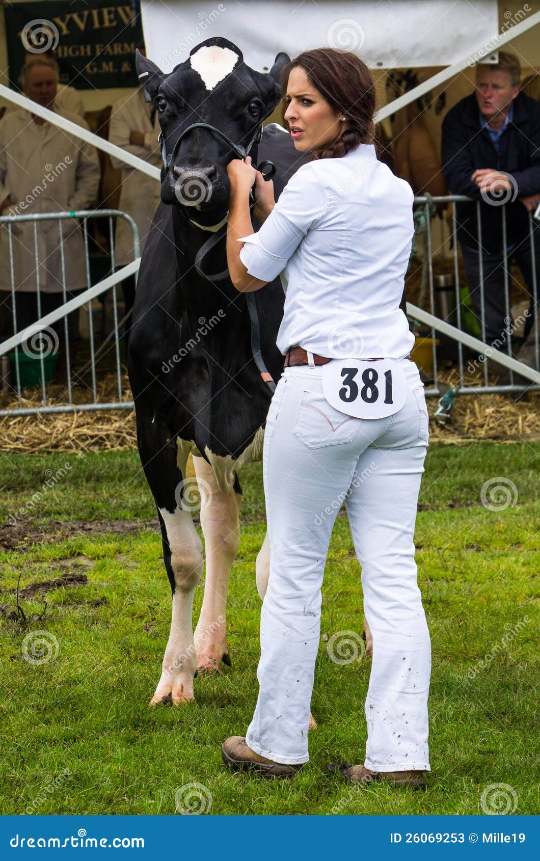 Young lady showing cattle editorial stock photo. Image of crowd - 26069253