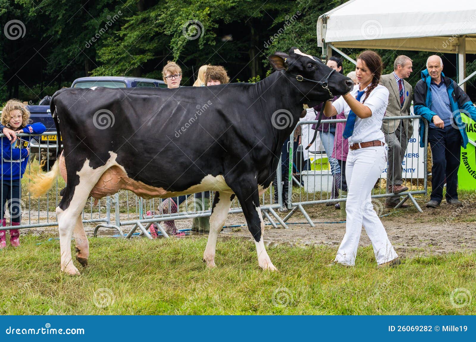 Young lady showing cattle editorial photography. Image of lady - 26069282