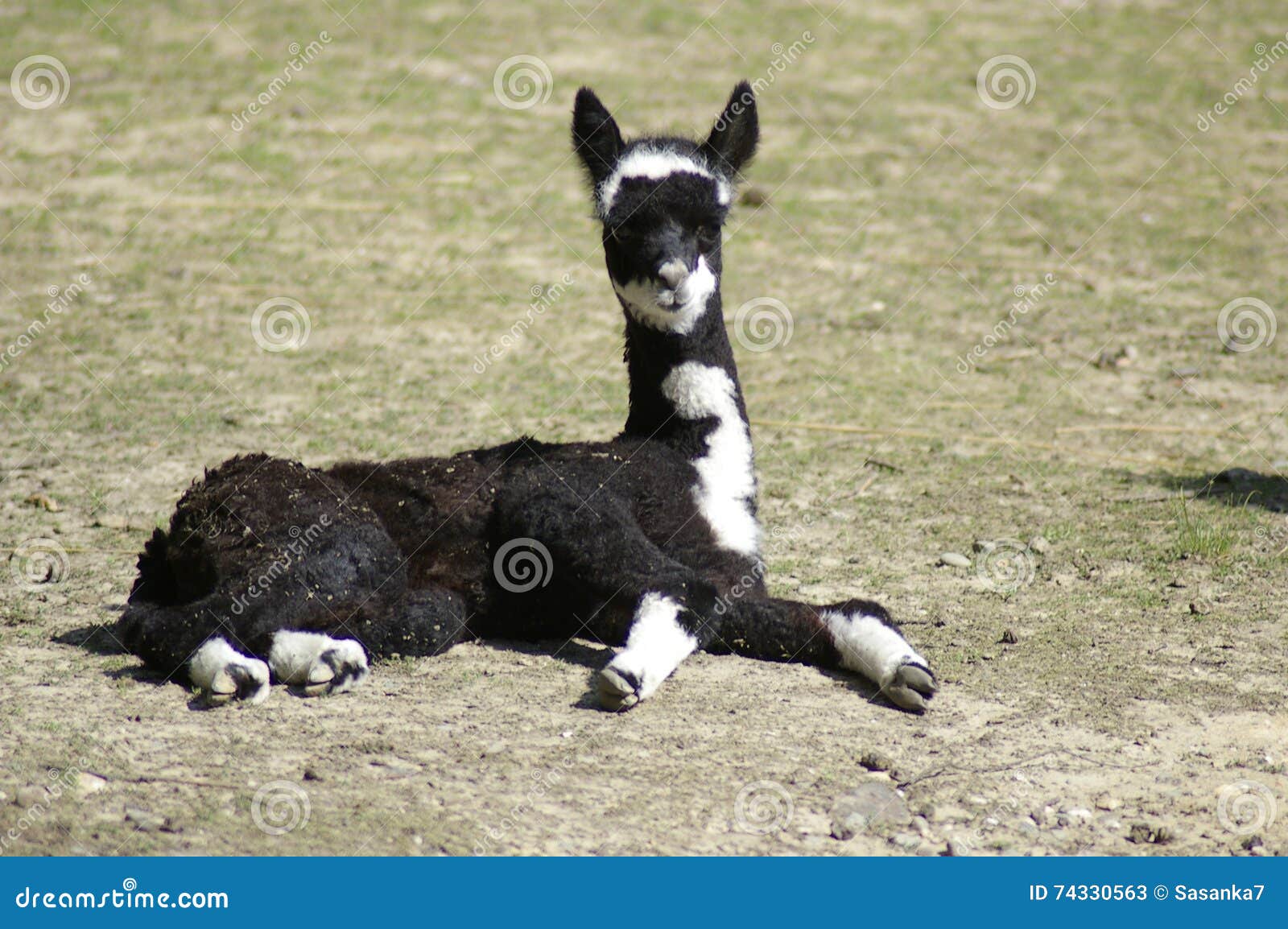 Young lama stock image. Image of lama, animal, peru, america - 74330563