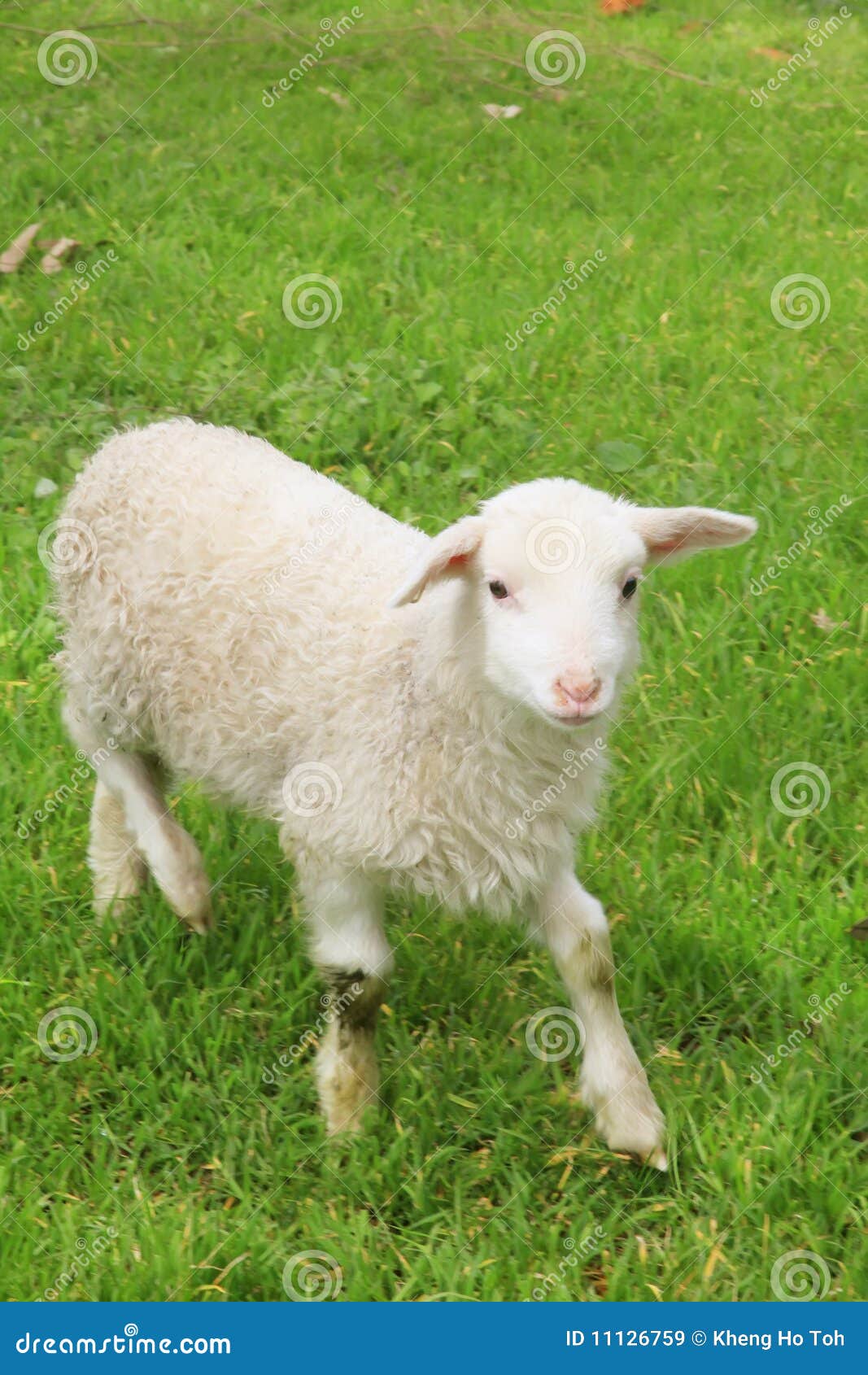Young Lamb stock image. Image of countryside, farm, lamb - 11126759