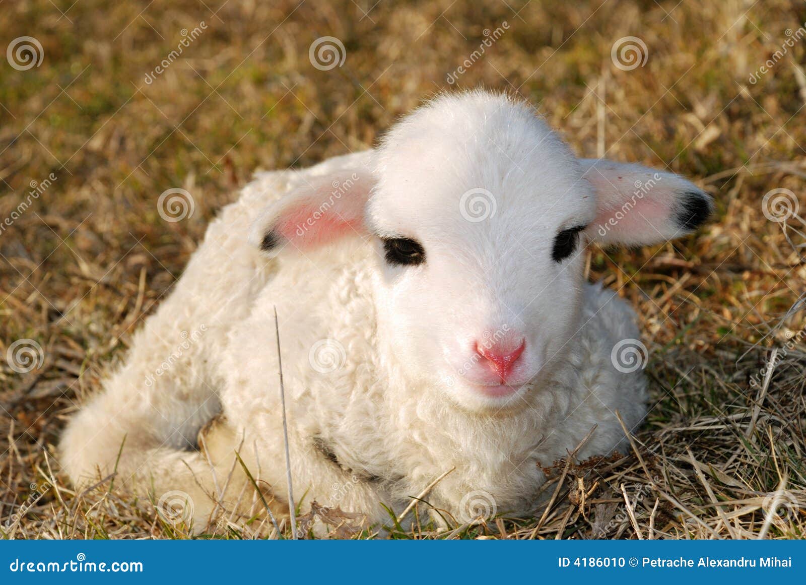 Young lamb stock photo. Image of purity, gently, sleep - 4186010
