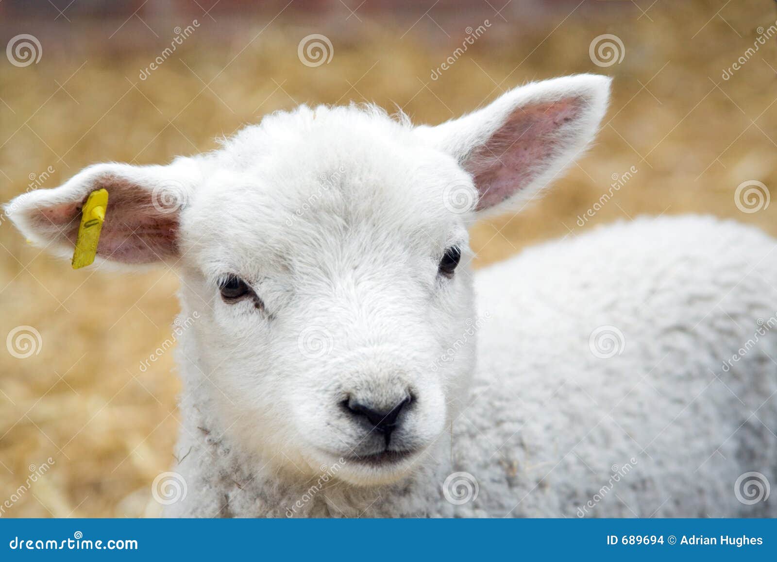 Young Lamb stock photo. Image of coat, food, mutton, sheep - 689694