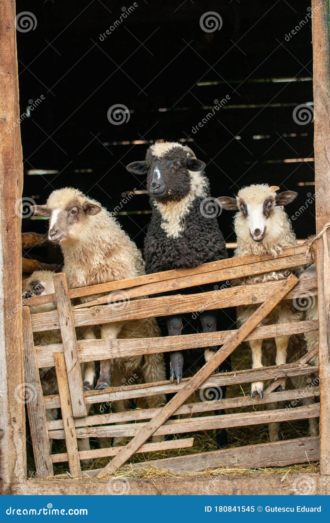 Young Lamb in the Barn at the Farm in the Country Side of Romania Stock ...