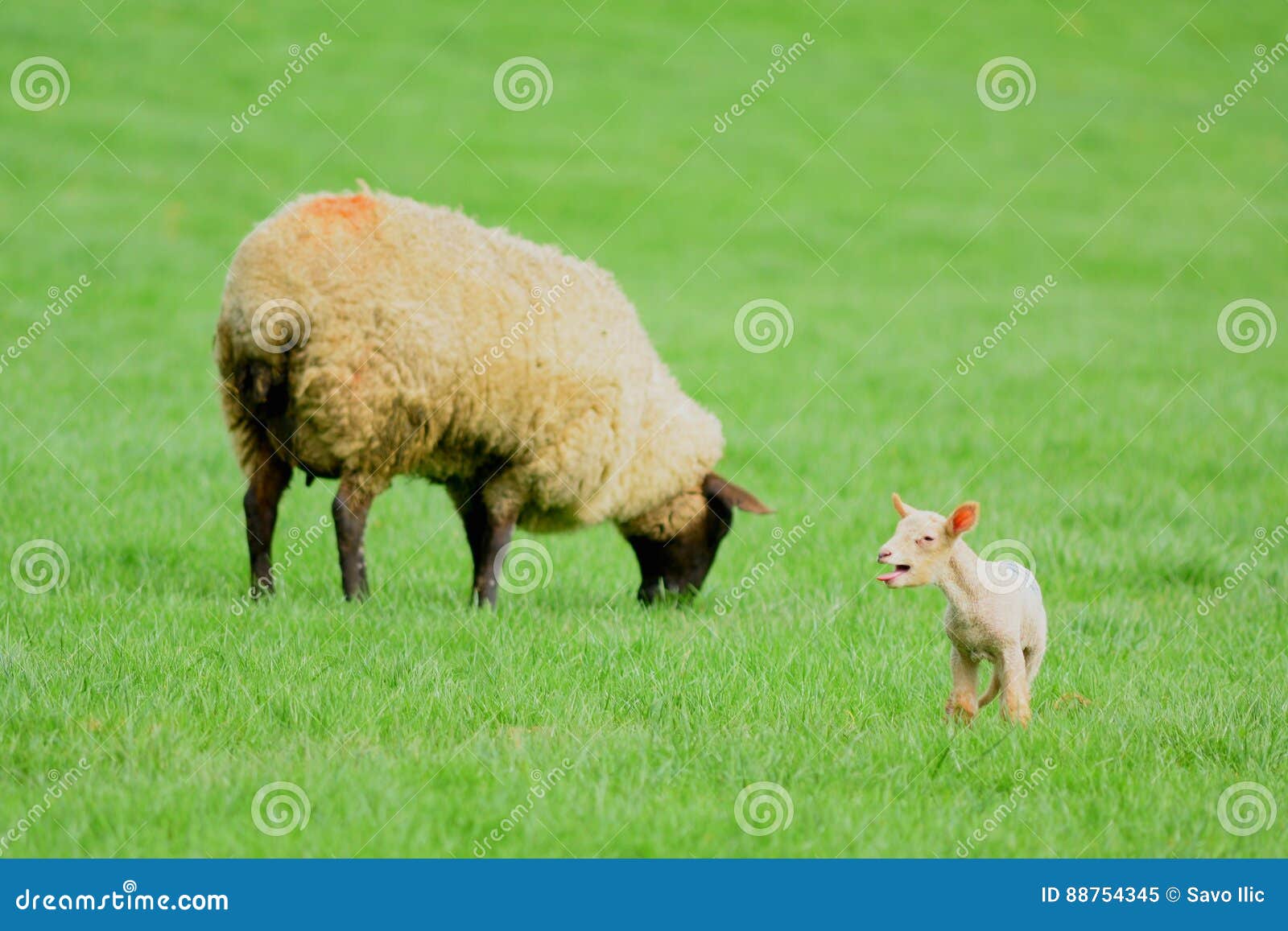 Young lamb stock image. Image of bleating, grass, agriculture - 88754345