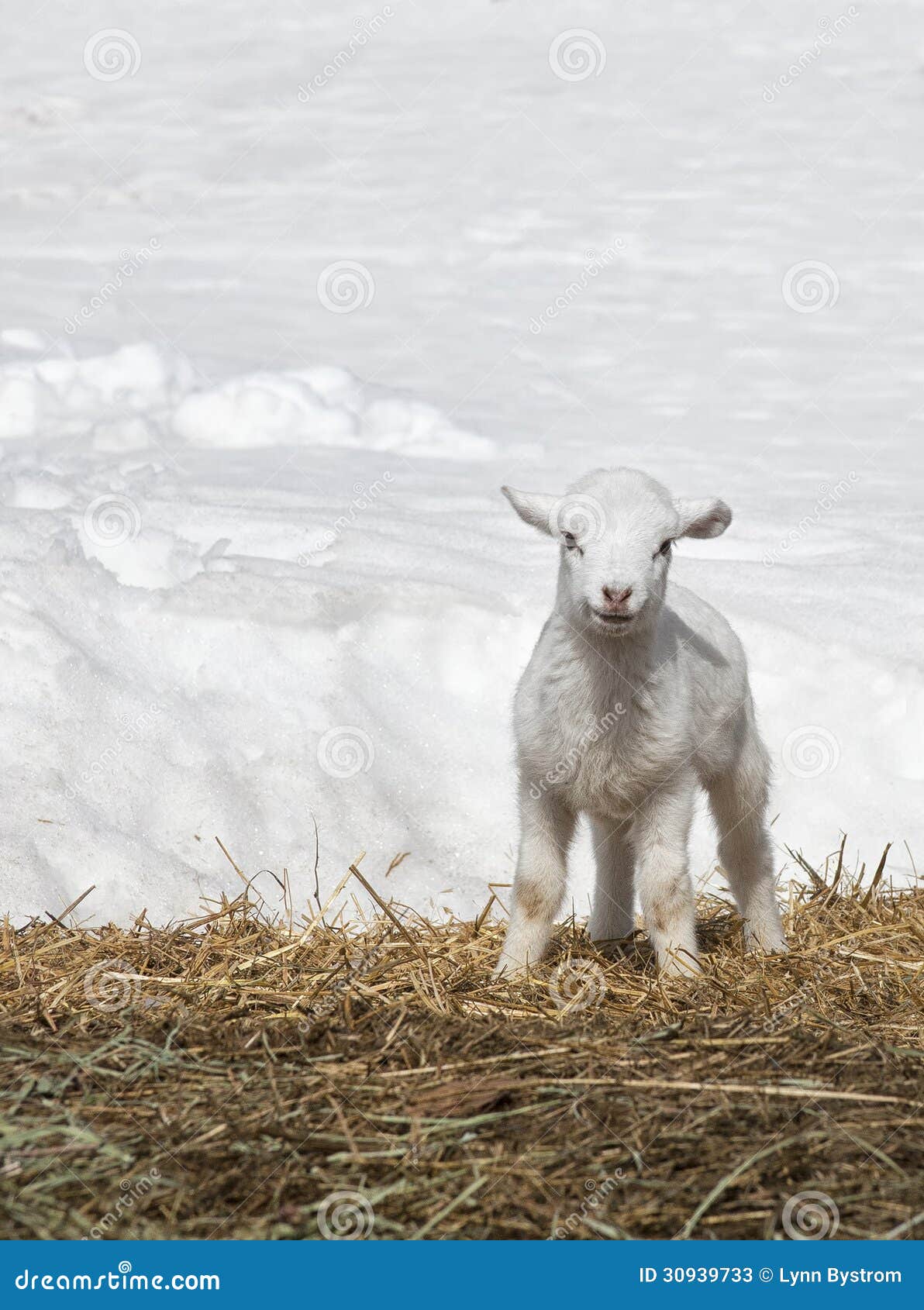 1,009 Cute Lamb Snow Stock Photos - Free & Royalty-Free Stock Photos ...
