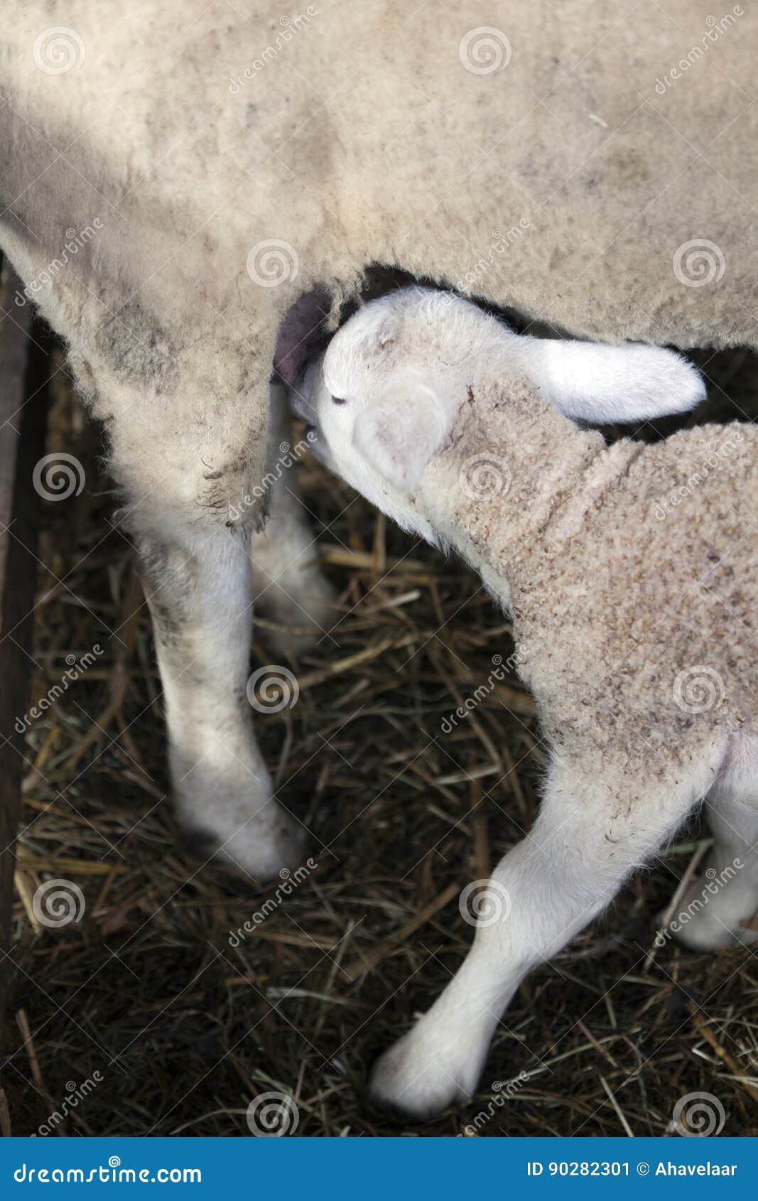 Young Lamb Drinks from Ewe in Barn Stock Image - Image of straw, cattle ...