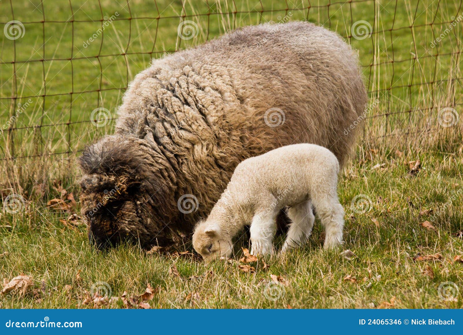 Young Lamb with Ewe Mother Sheep Stock Photo - Image of farming, meadow ...