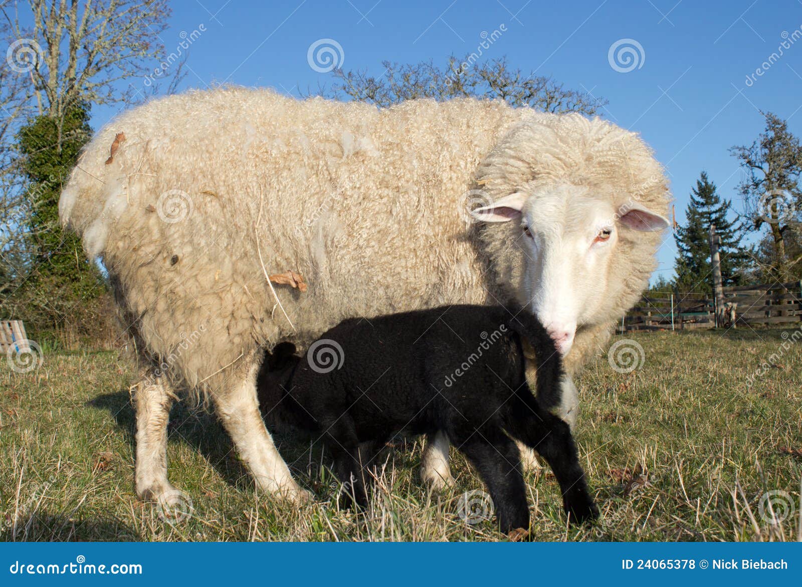 Young Lamb with Ewe Mother Sheep Stock Photo - Image of farming ...