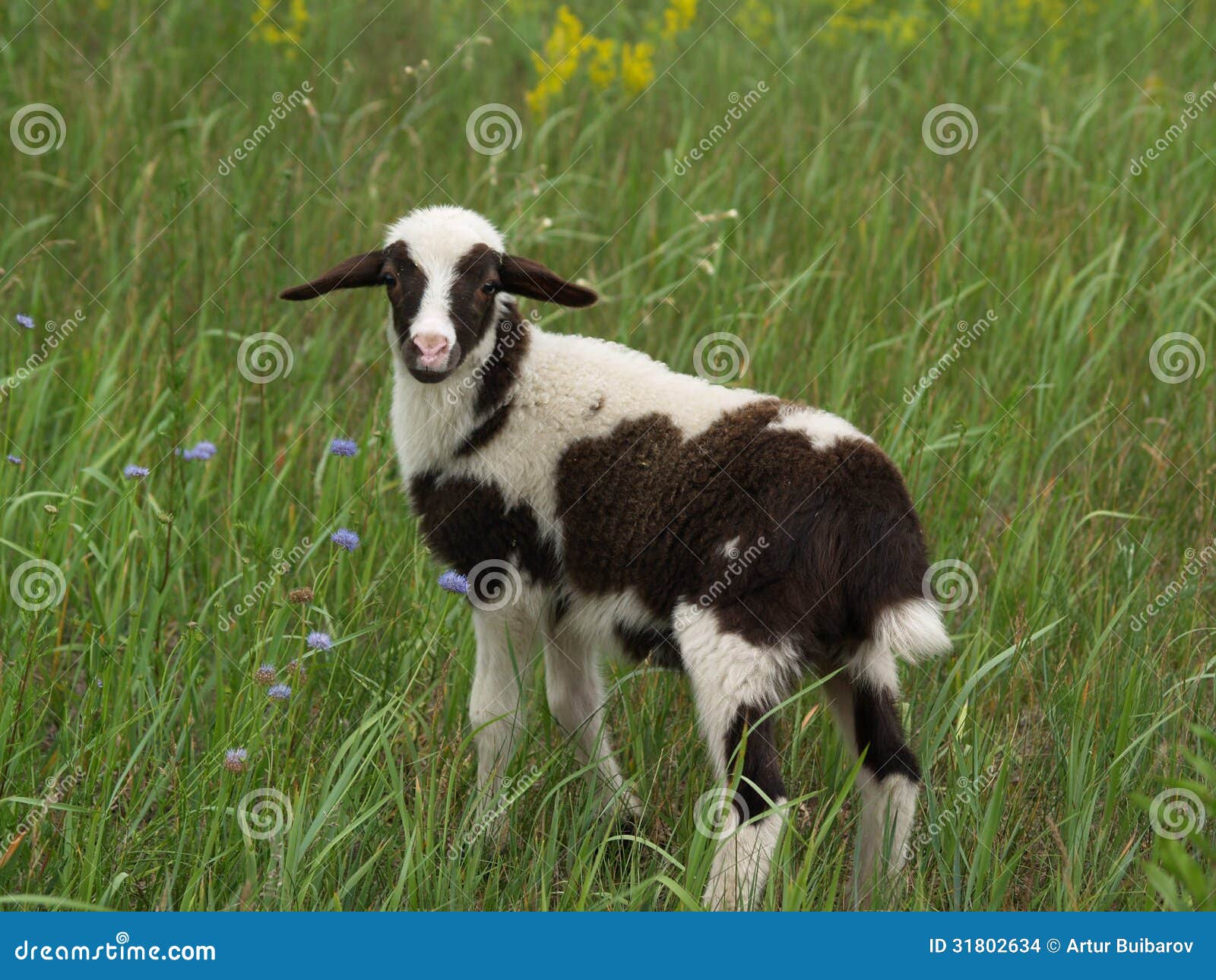 Young lamb in the grass stock photo. Image of brown, nature - 31802634
