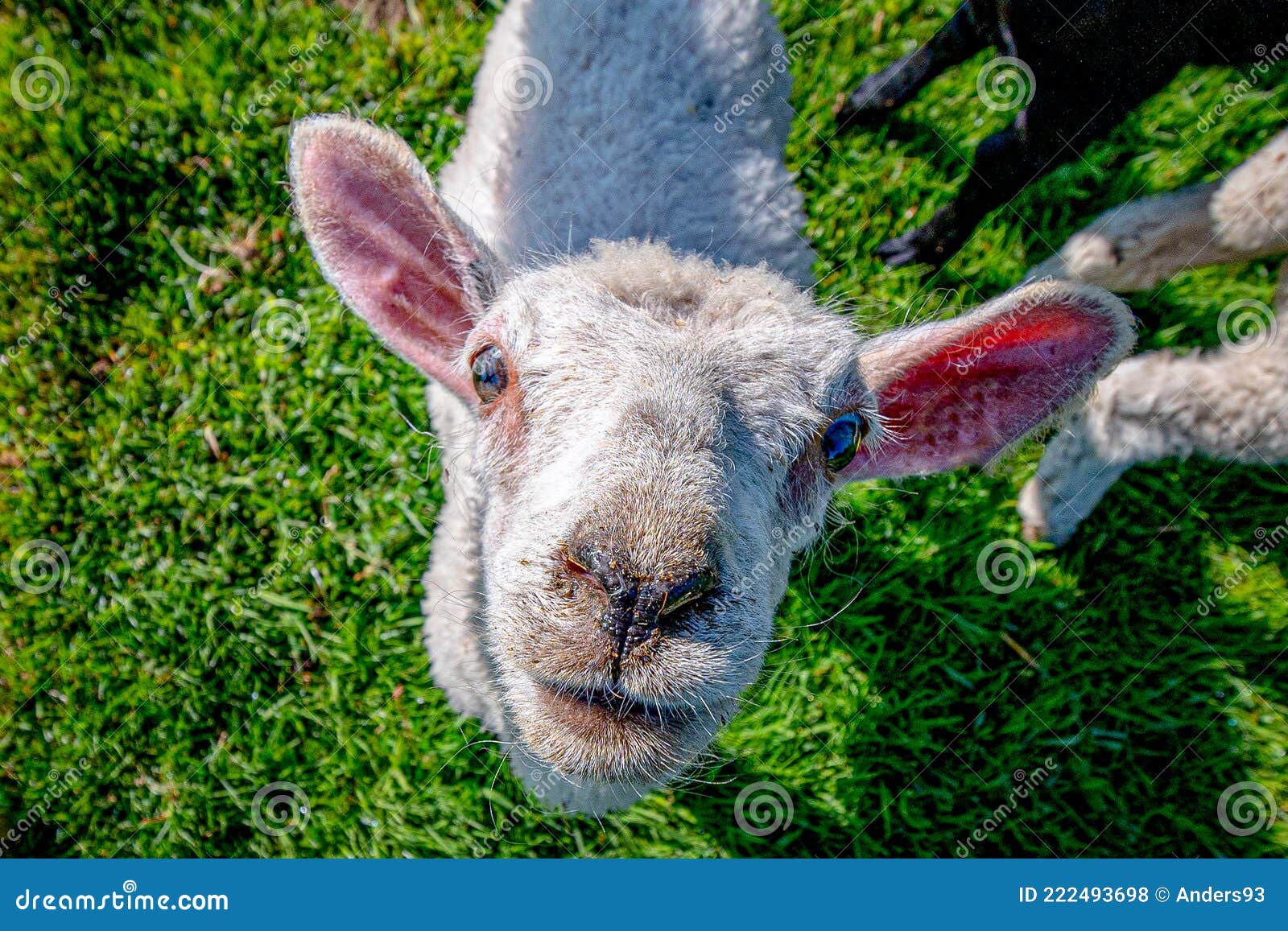 Young Lamb Looking at the Camera Stock Photo - Image of countryside ...