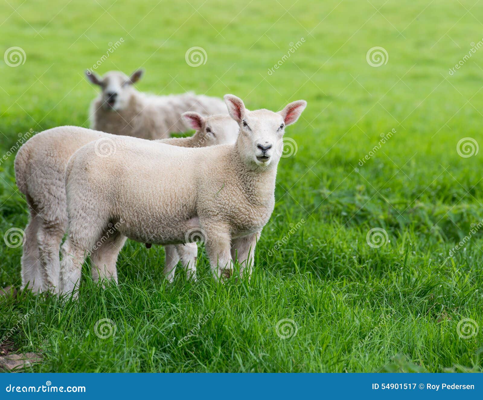 Young Lamb stock image. Image of sheep, infant, mammal - 54901517