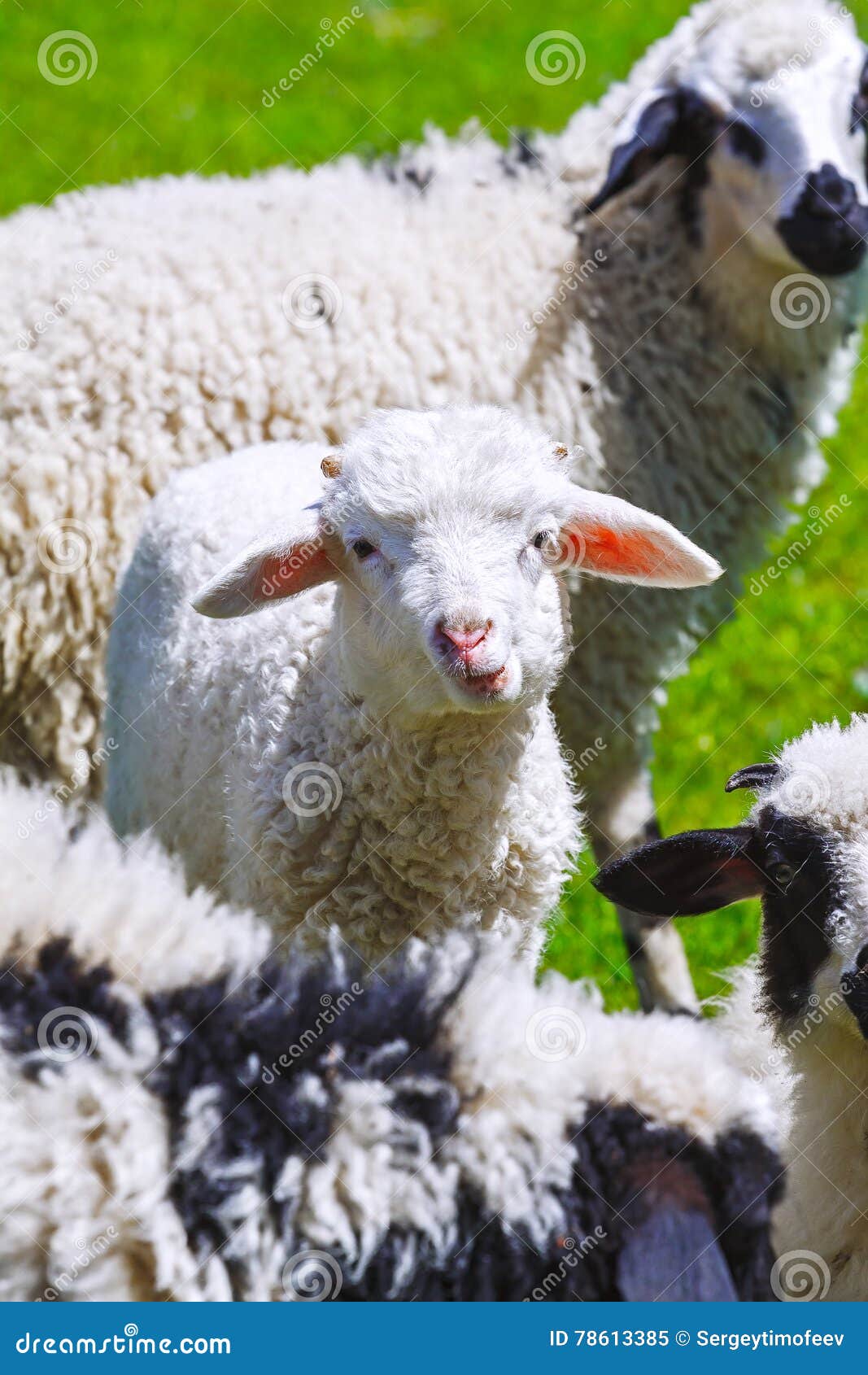 Young lamb in the pasture stock image. Image of agriculture - 78613385