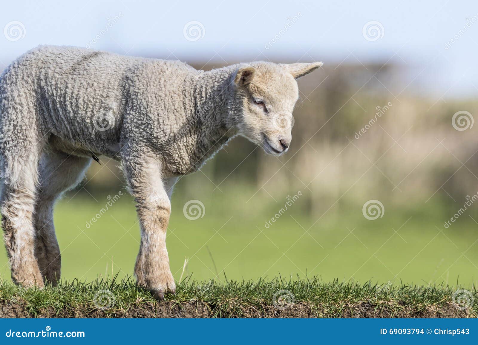 Young Lamb on a River Bank stock photo. Image of curious - 69093794