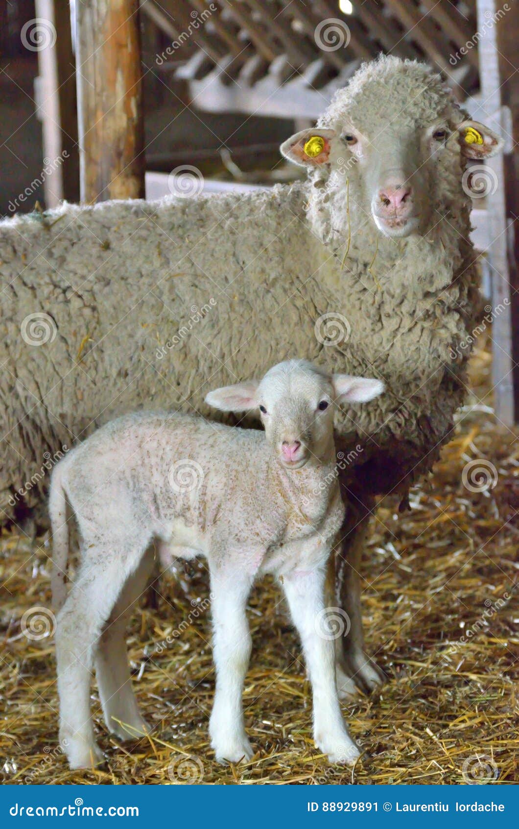 Young lamb and sheep stock image. Image of born, green - 88929891
