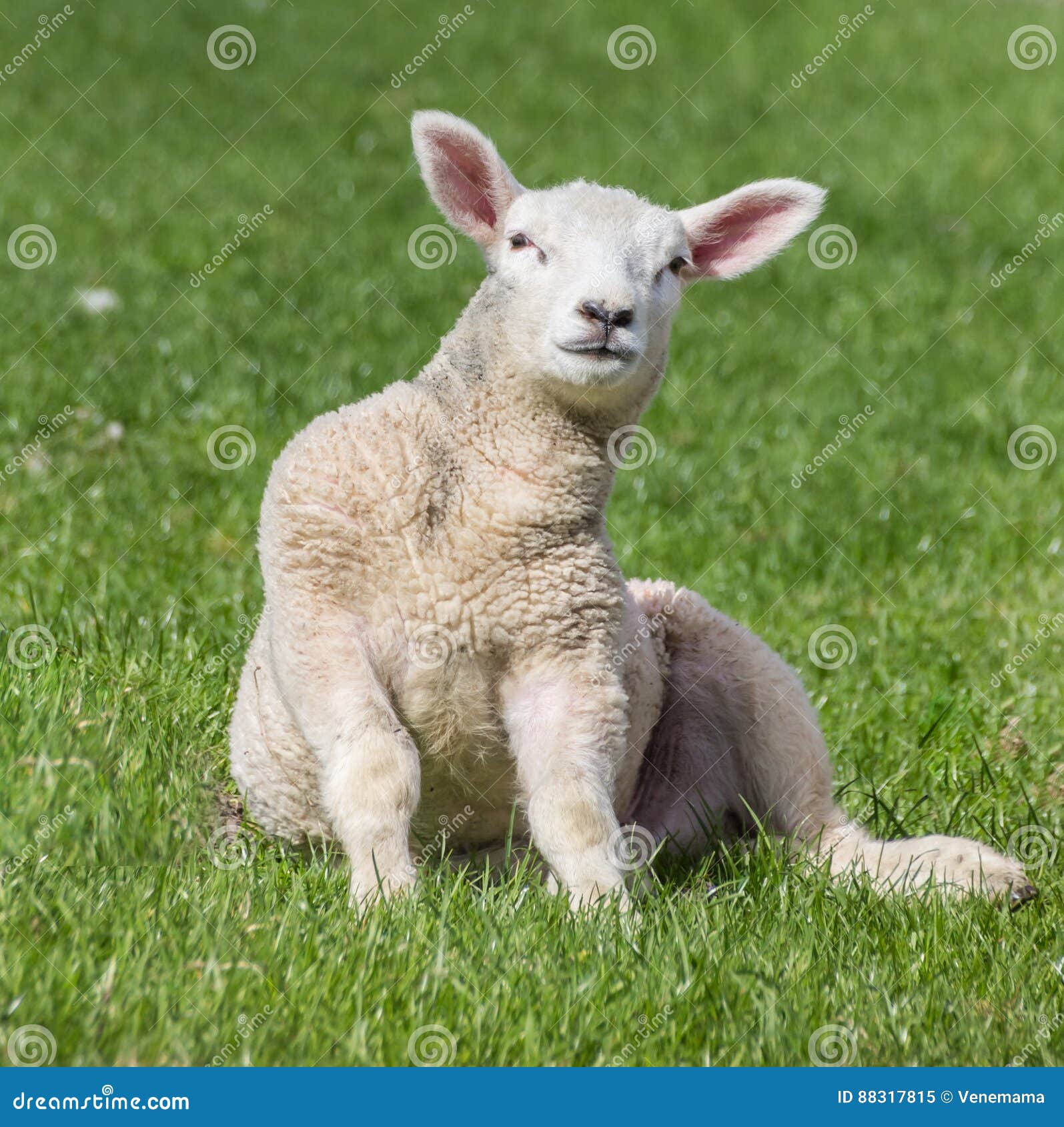 Young Lamb Sitting in the Grass Stock Image - Image of route, clouds ...