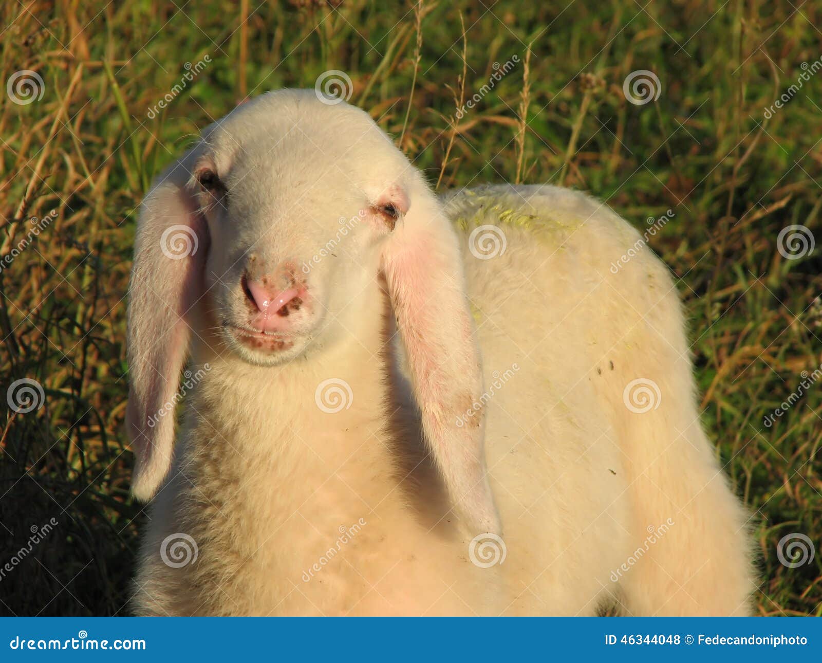 YOUNG LAMB with the Soft White Wool on the Lawn in the Mountains Stock ...