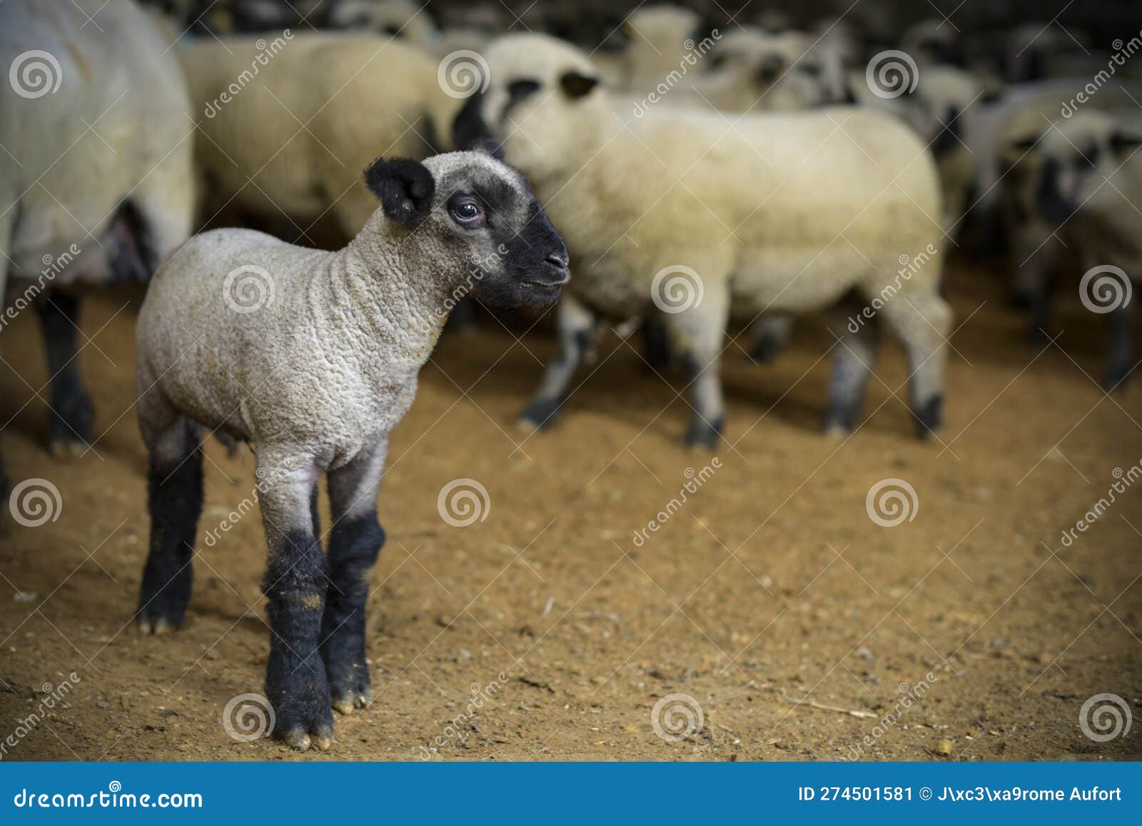 Young lamb in a stable stock image. Image of domestic - 274501581