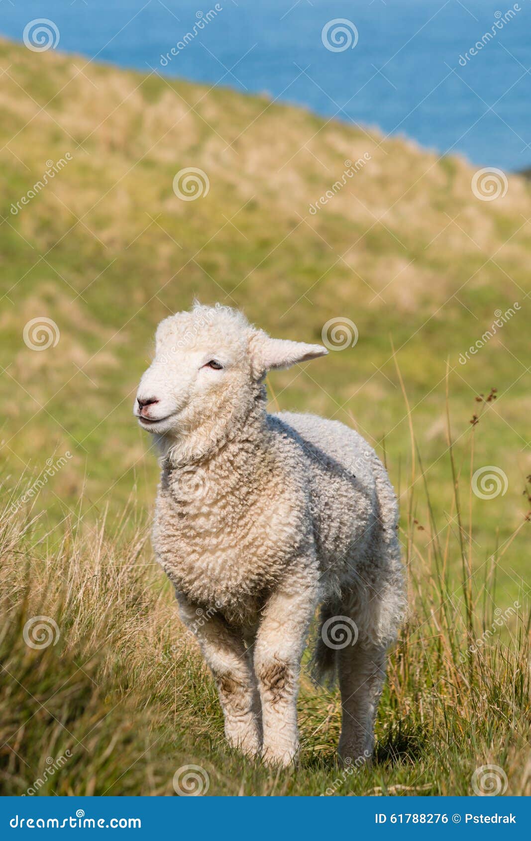 Young Lamb Standing on Grass Stock Photo - Image of sheep, cute: 61788276
