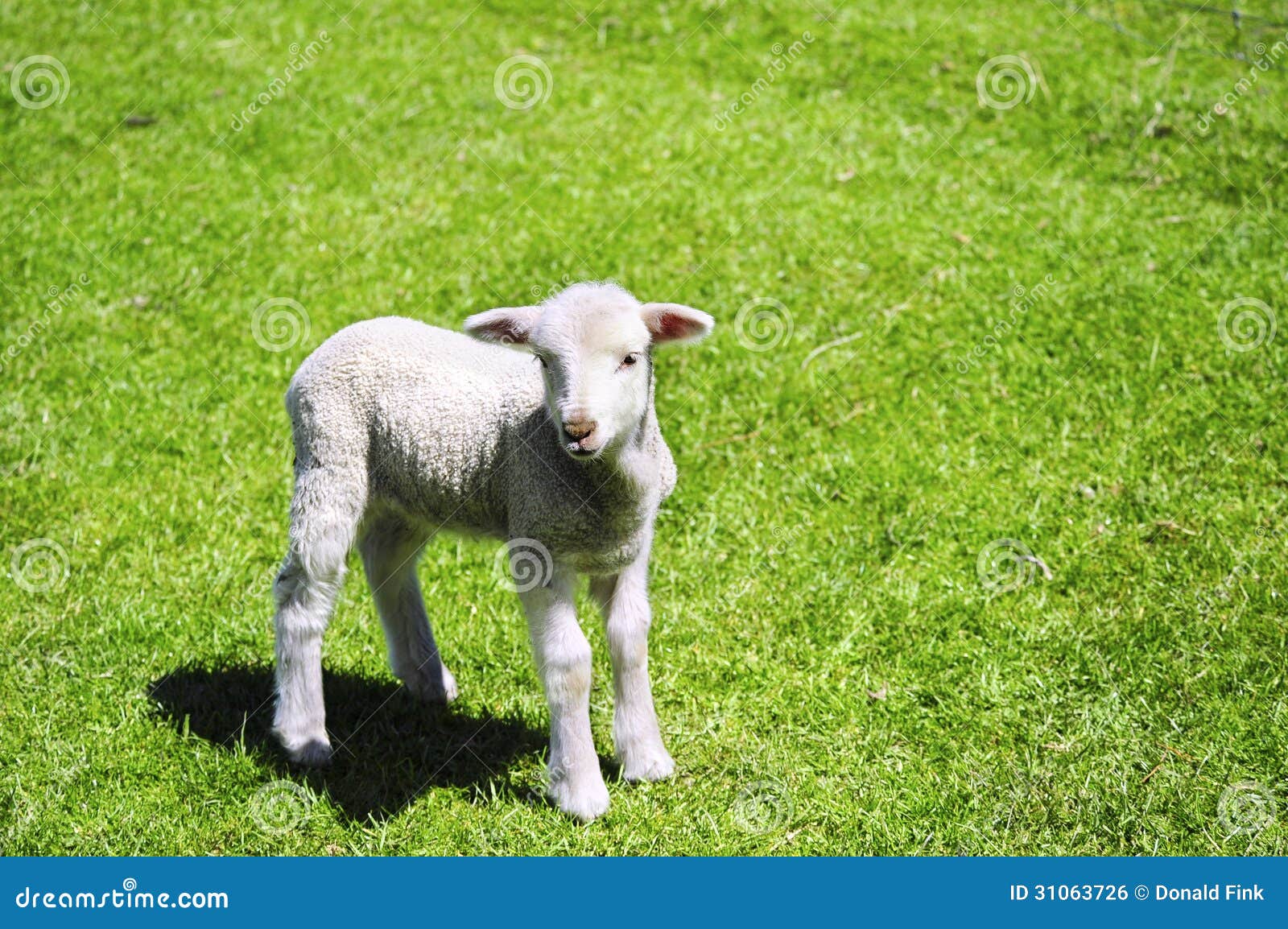 Young Lamb stock photo. Image of sheep, young, wool, white - 31063726