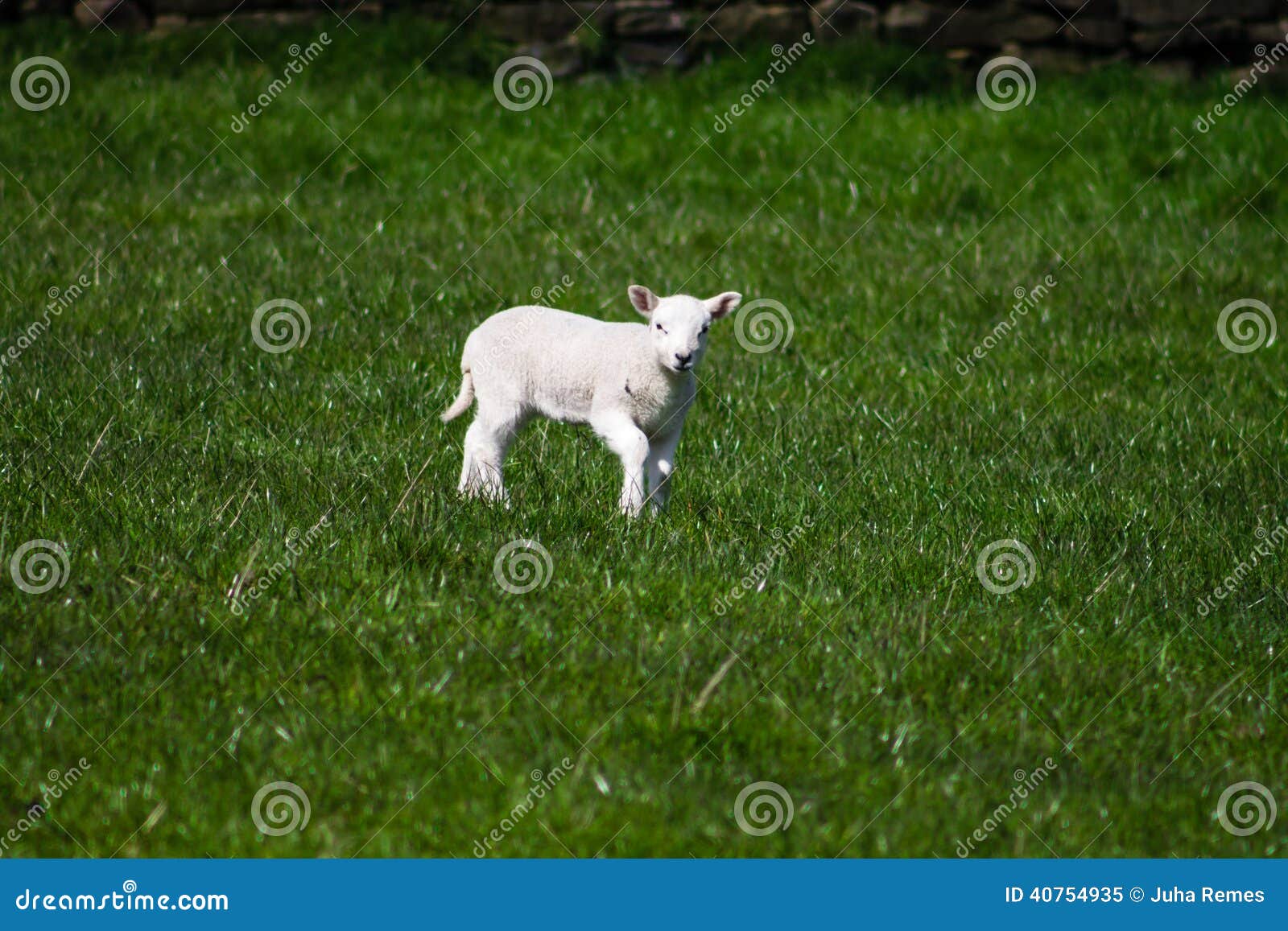 Young Lamb stock image. Image of field, baby, sheep, little - 40754935