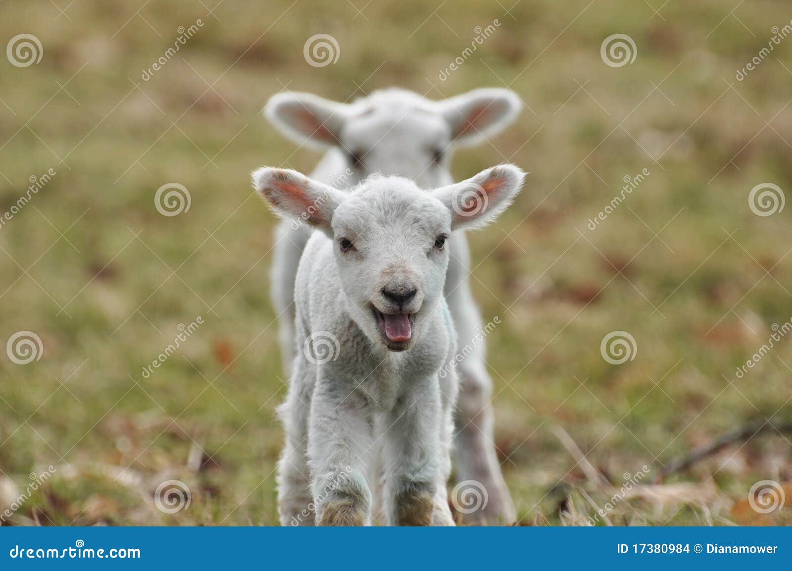 Young Lambs stock photo. Image of playing, farming, meadow - 17380984