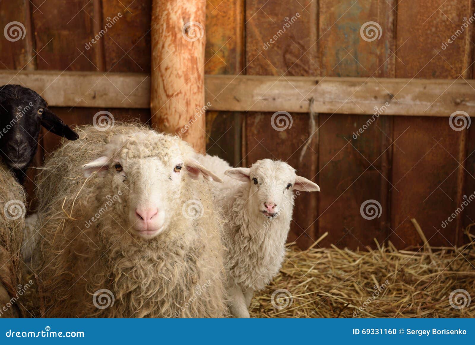 Young Lambs and Adult Sheep Stock Photo - Image of livestock, cute ...