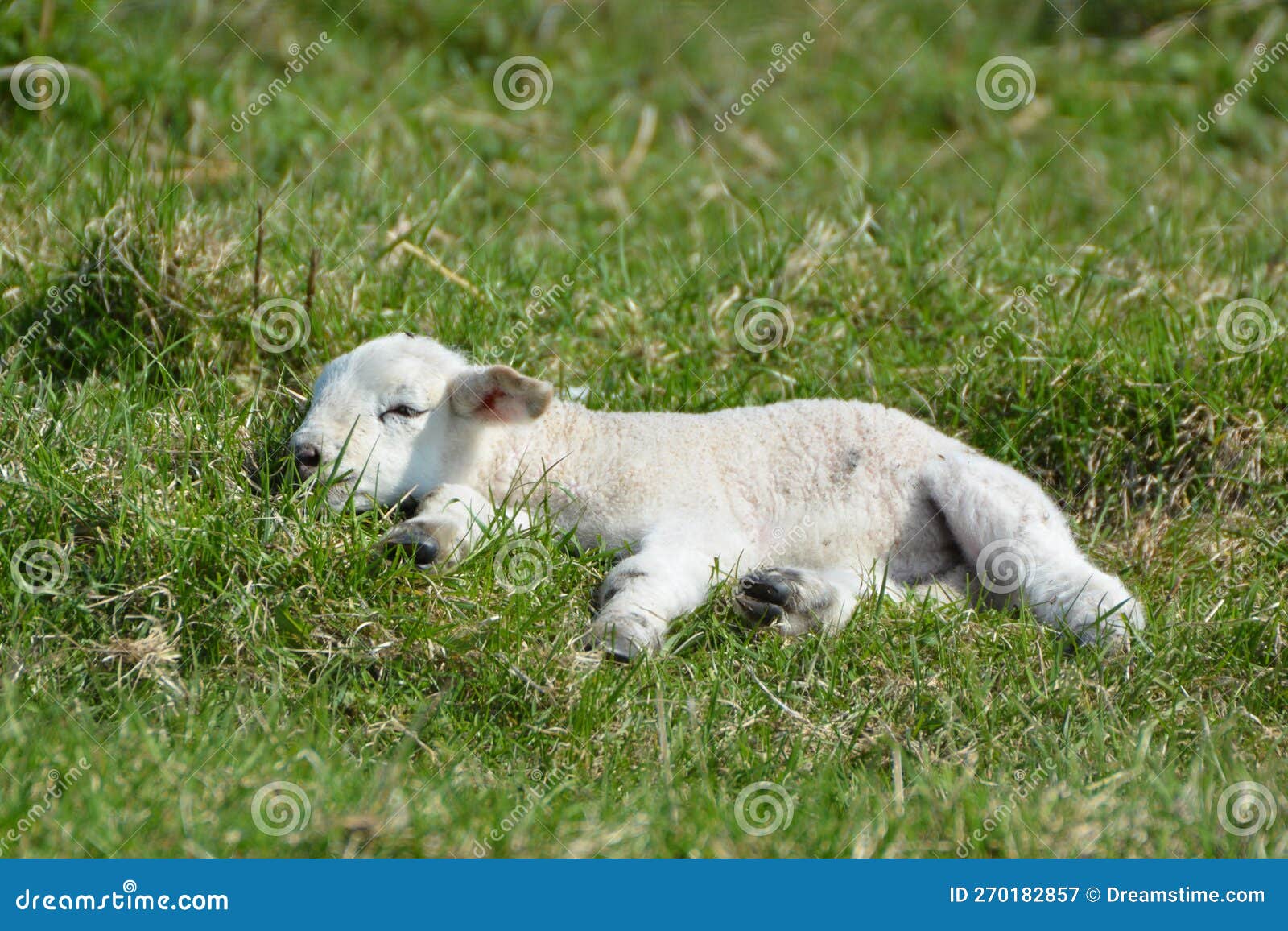Young Lamb Sleeping in Green Pasture Stock Image - Image of mammal ...