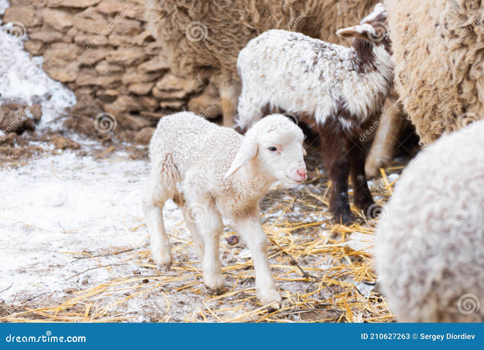 Young Lambs on a Sheep Farm. Many Lambs in One Room. Sheep of Different ...