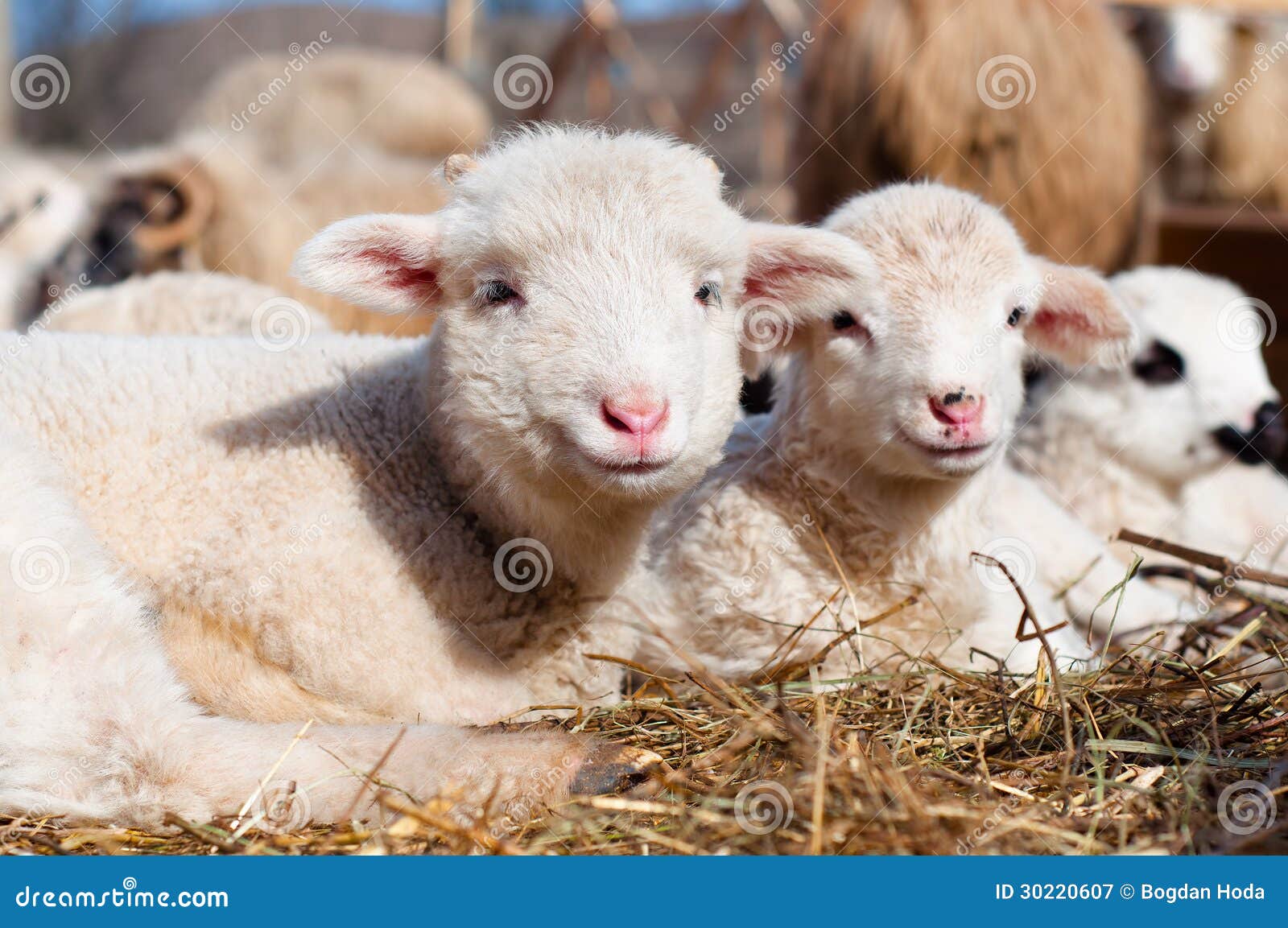 Young Lambs Smiling and Looking at Camera while Eating Stock Image ...