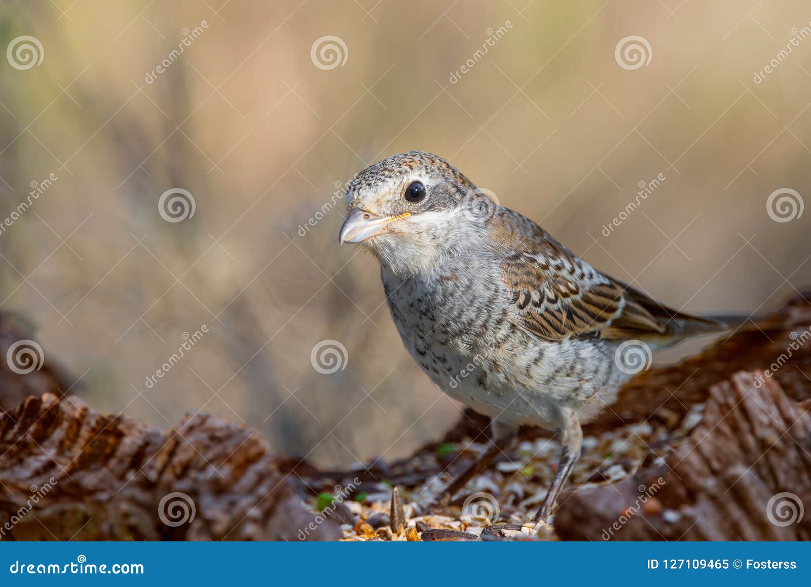 Alcaudon Comun Stock Photos - Free & Royalty-Free Stock Photos from ...