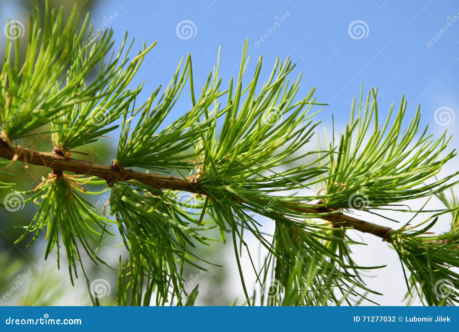 Young larch branch stock photo. Image of forest, brown - 71277032