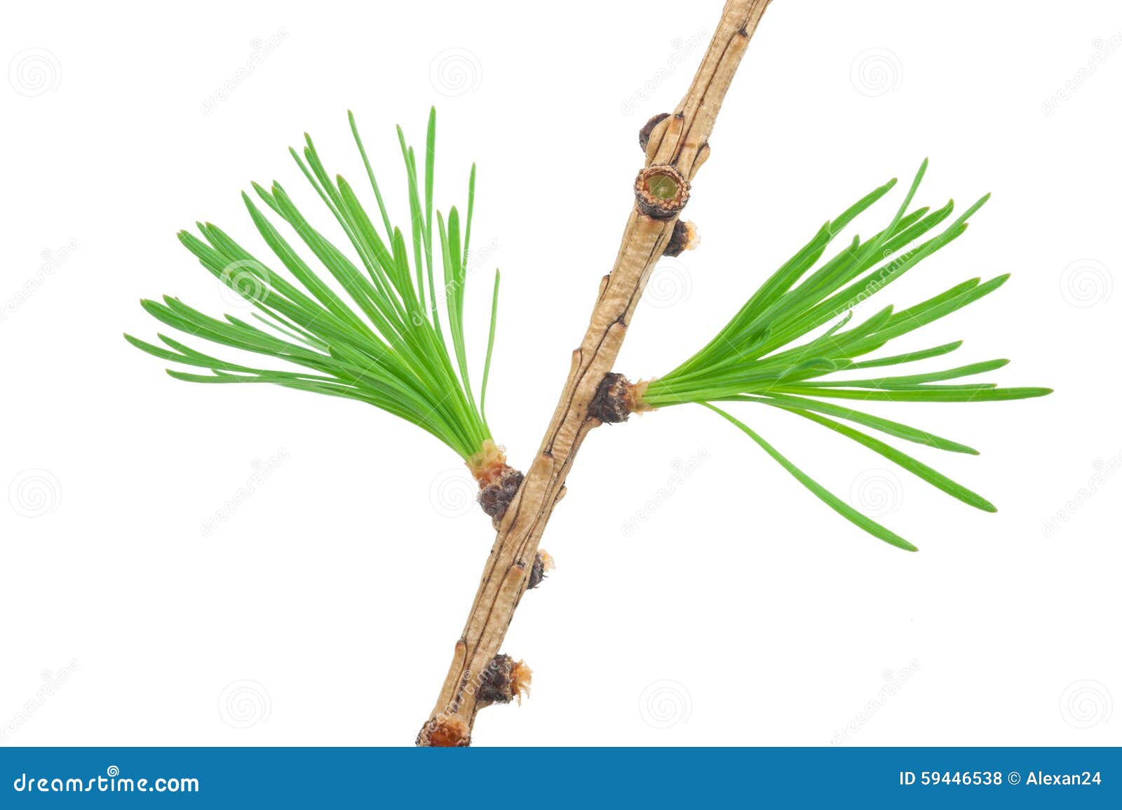 Young larch branch stock photo. Image of spring, deciduous - 59446538